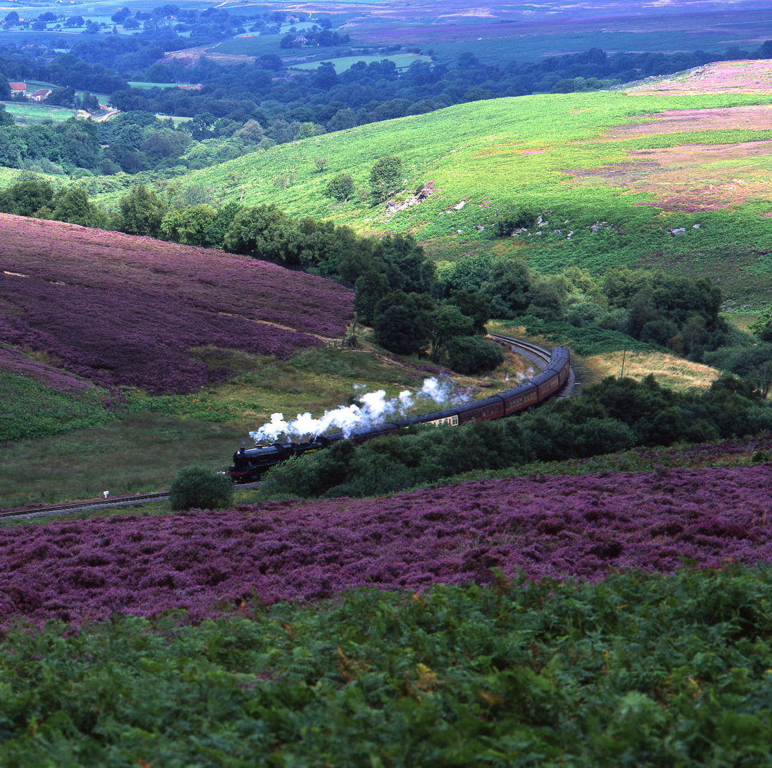 North York Moors - Griffon Forest